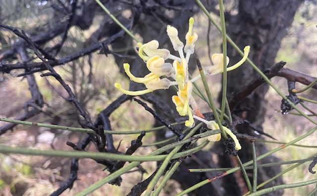 Alice Springs Transformations • Wendy Cowan